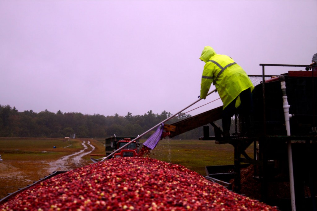 Cranberry Harvest, Rain or Shine