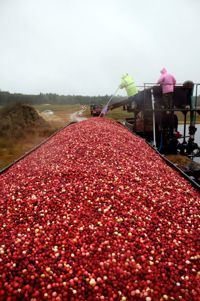 Cranberry Harvest, Rain or Shine