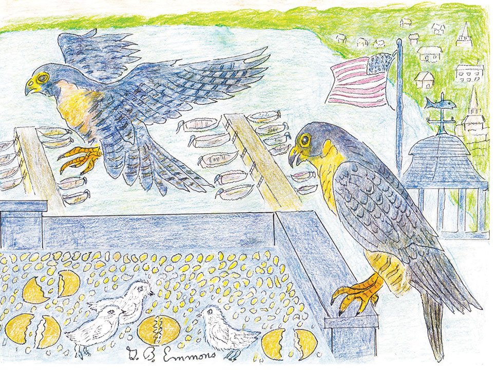 The Peregrine Falcon: a Coastal Wanderer