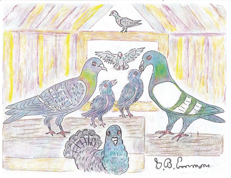 The Not-So-Popular Pigeon