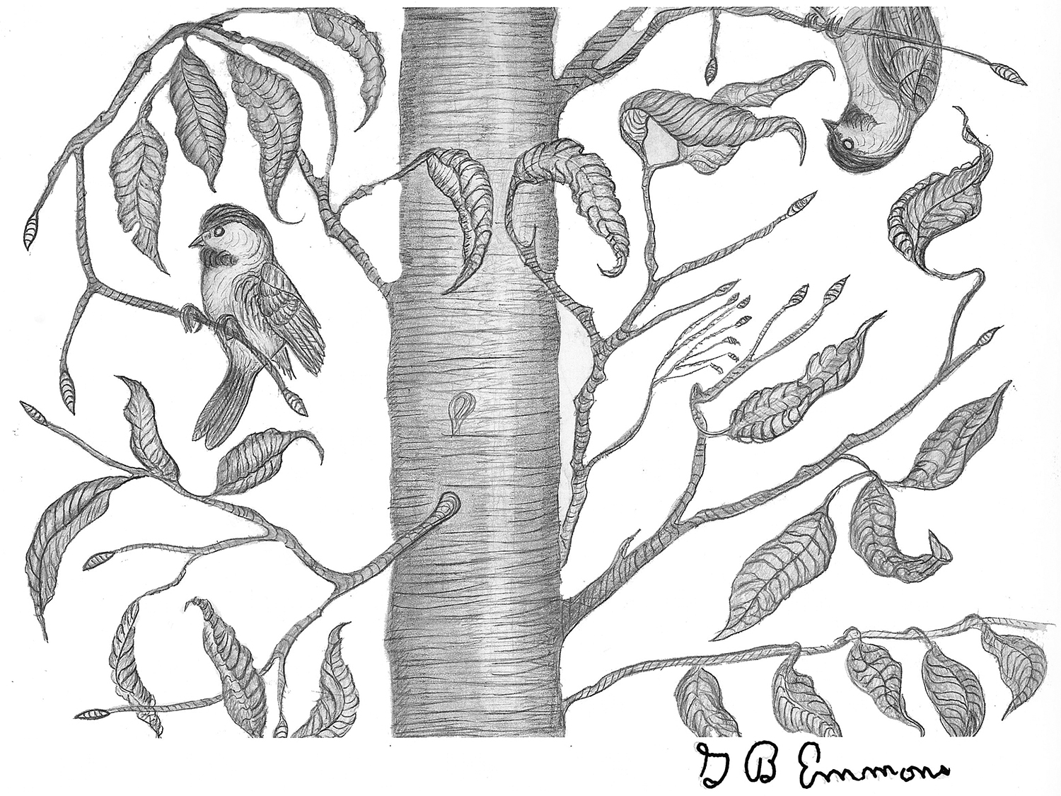 The American Beech Tree